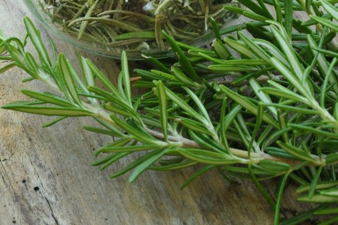 Így szaporítható könnyedén a rozmaring
