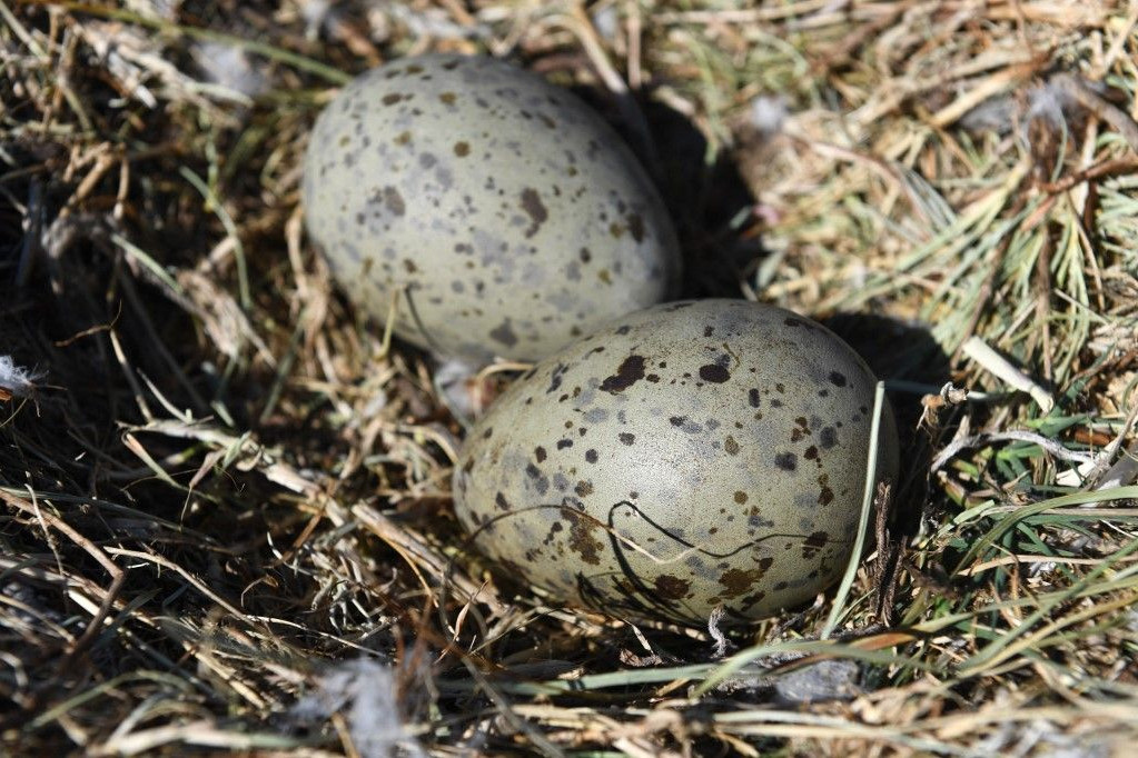 A tojásforma meghatározza a repülés minőségét
