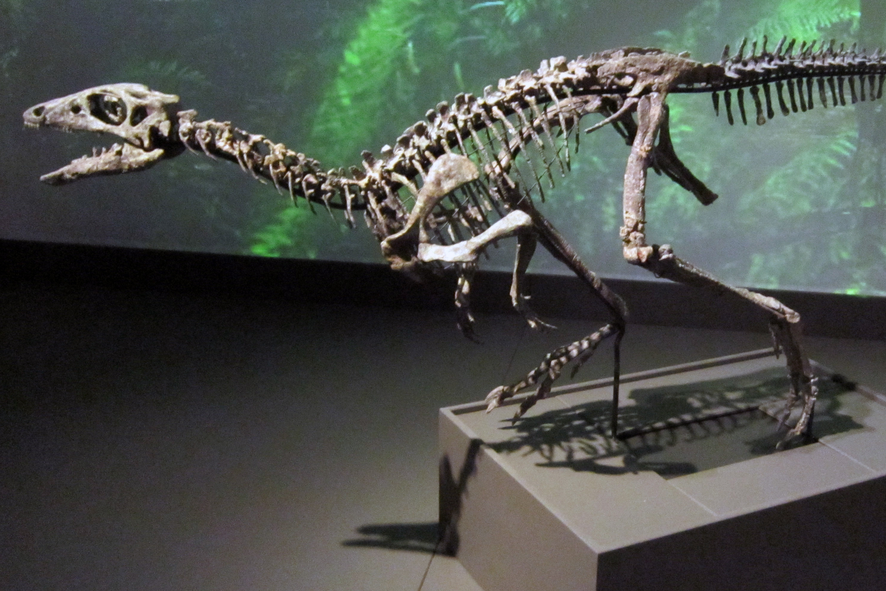 Egy kutyaméretű dinoszaurusz, amely óriások lábai között szaladgált